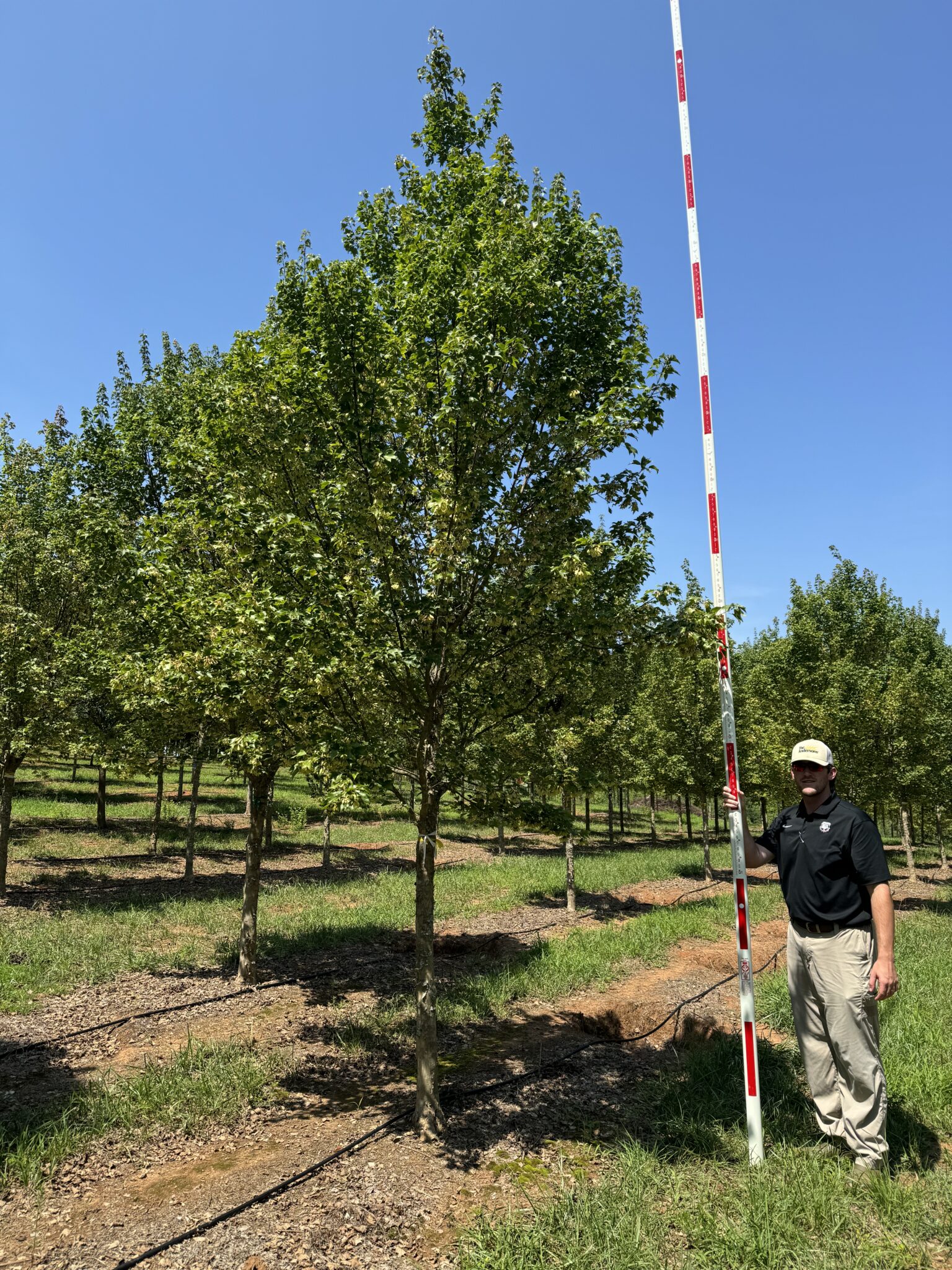 Pritchard Trident Maple - Select Trees