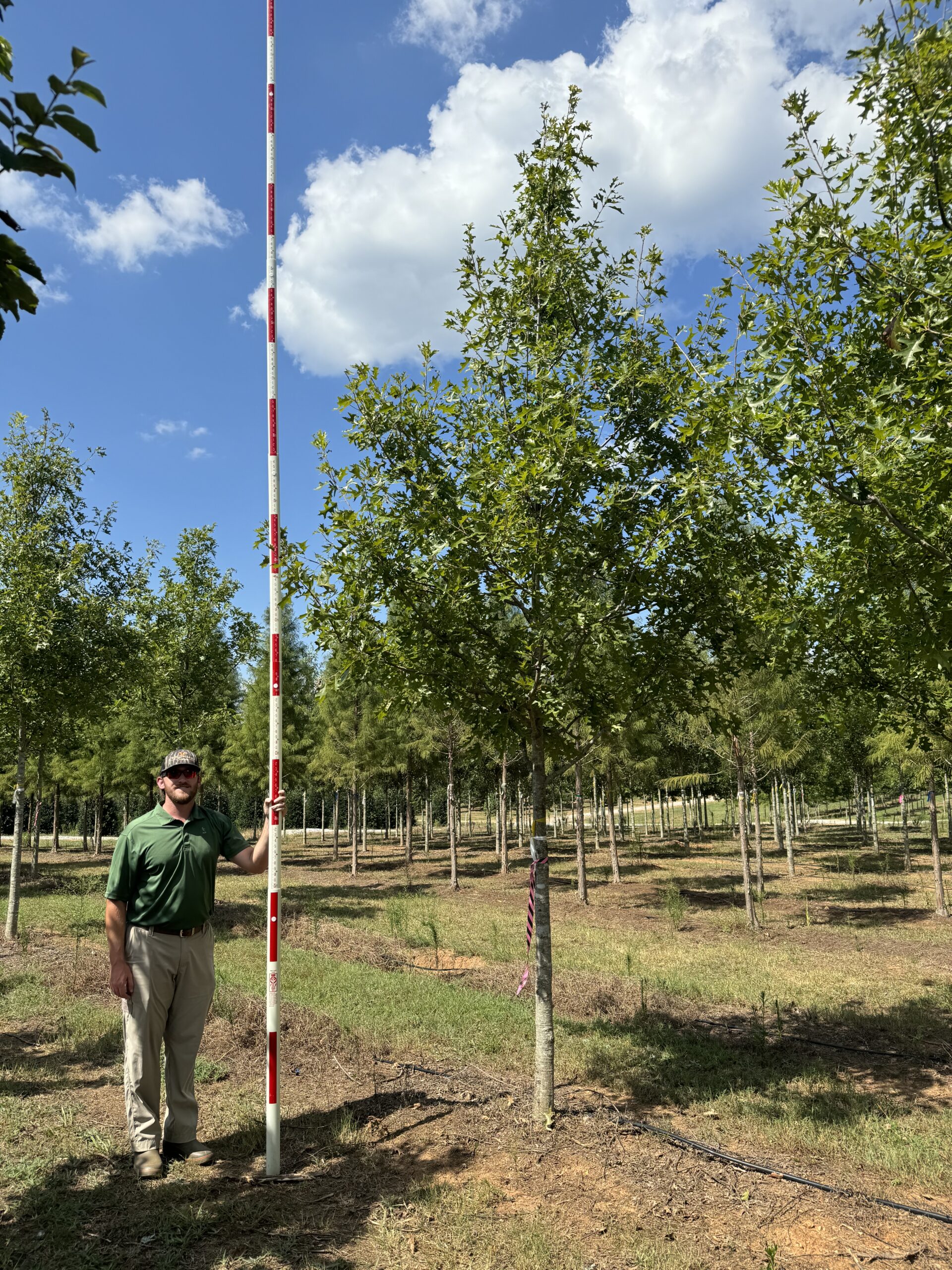 Highpoint® Nuttall Oak - Select Trees