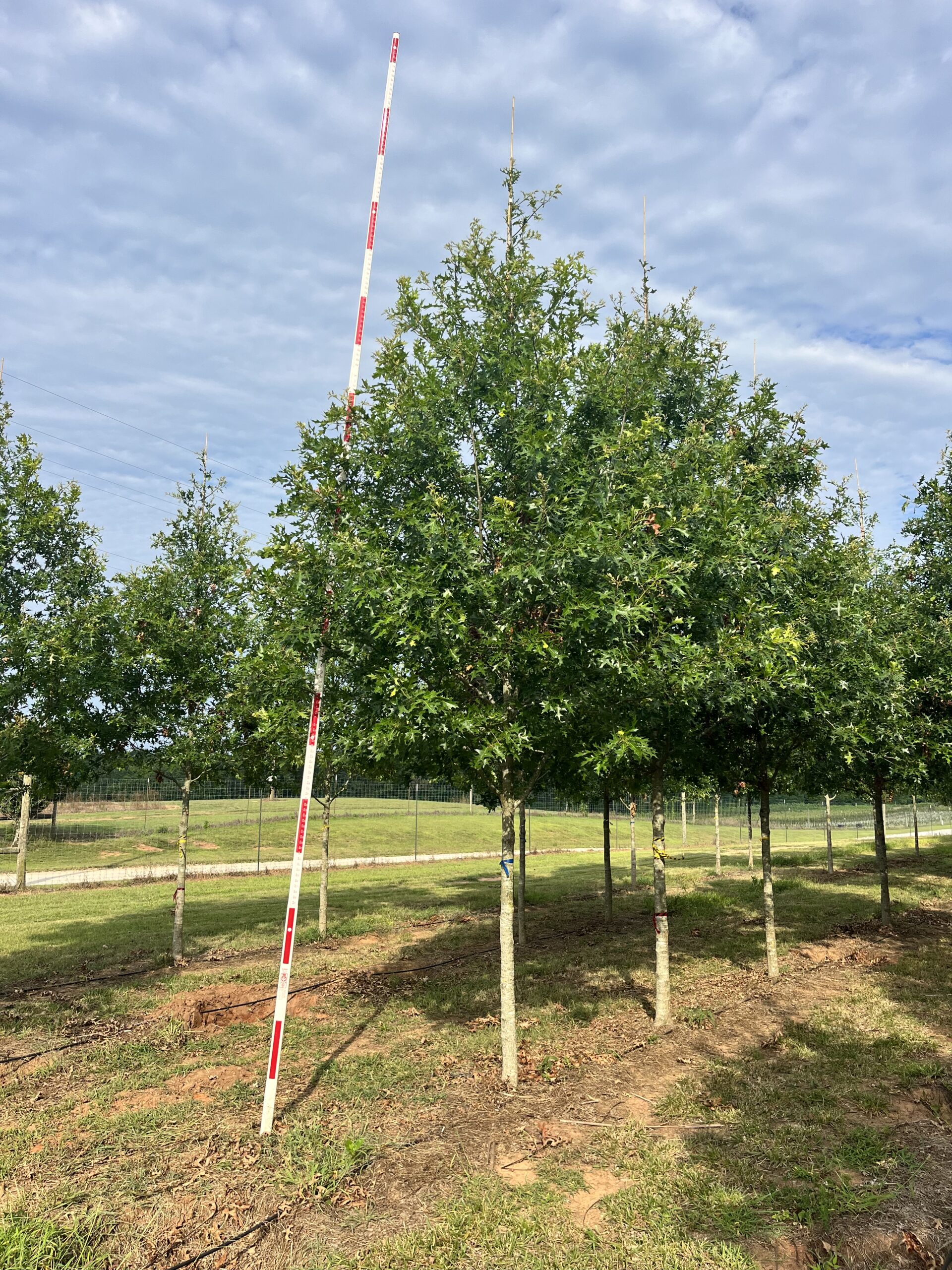 Panache® Shumard Oak - Select Trees