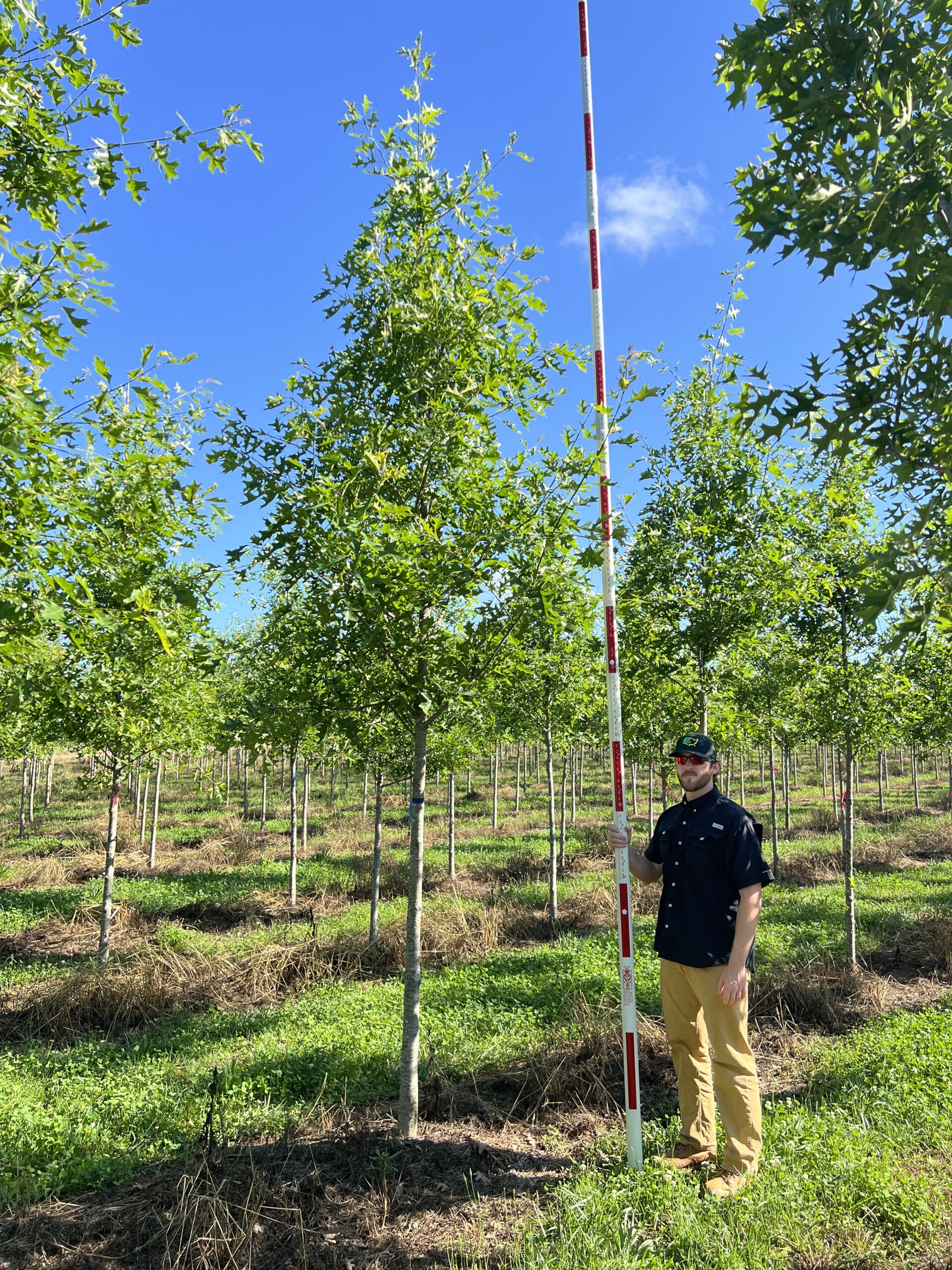 Highpoint® Nuttall Oak - Select Trees