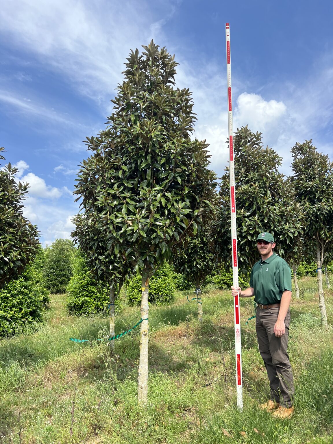 Alta® Southern Magnolia - Select Trees