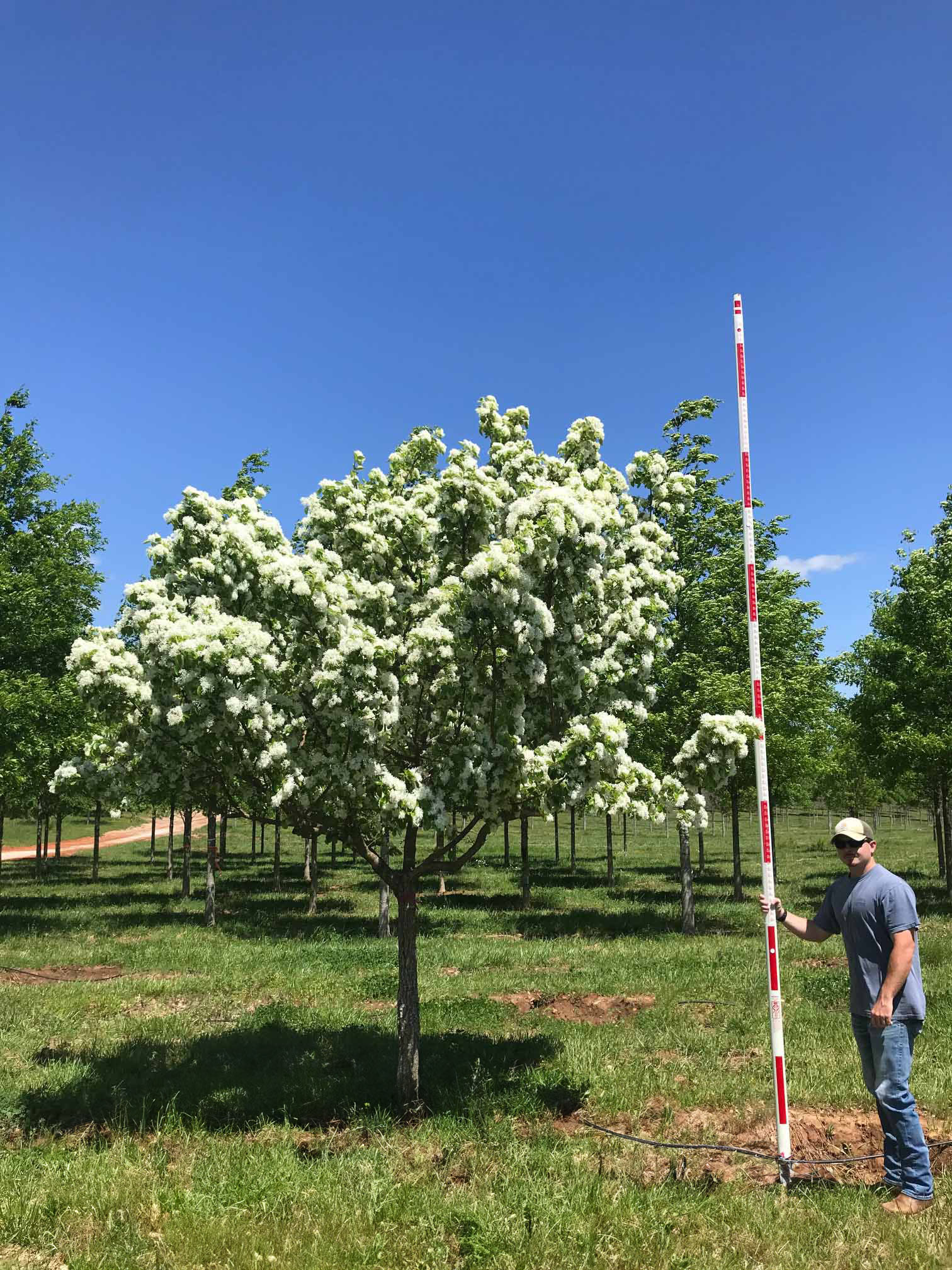 Spirit™ Fringetree - Select Trees