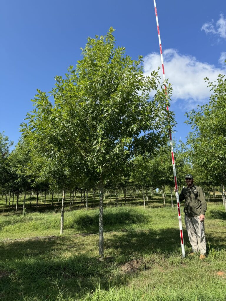 Esplanade® Nuttall Oak - Select Trees