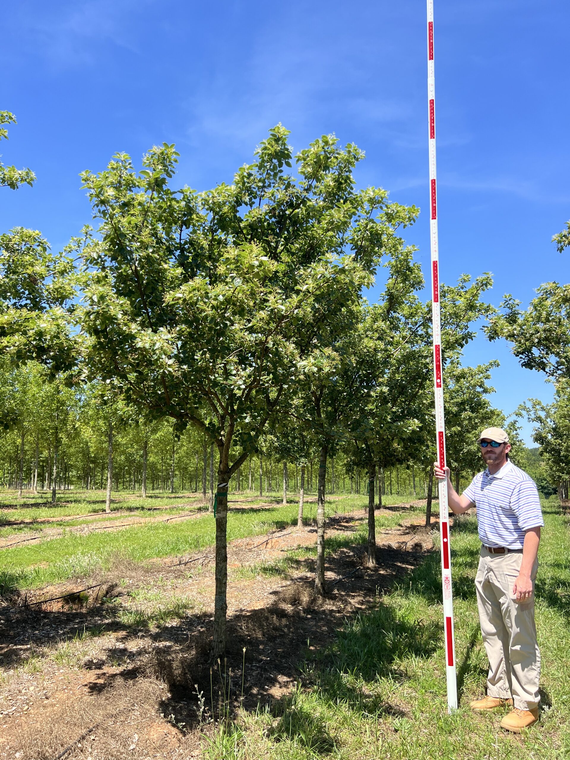 Spirit™ Fringetree - Select Trees