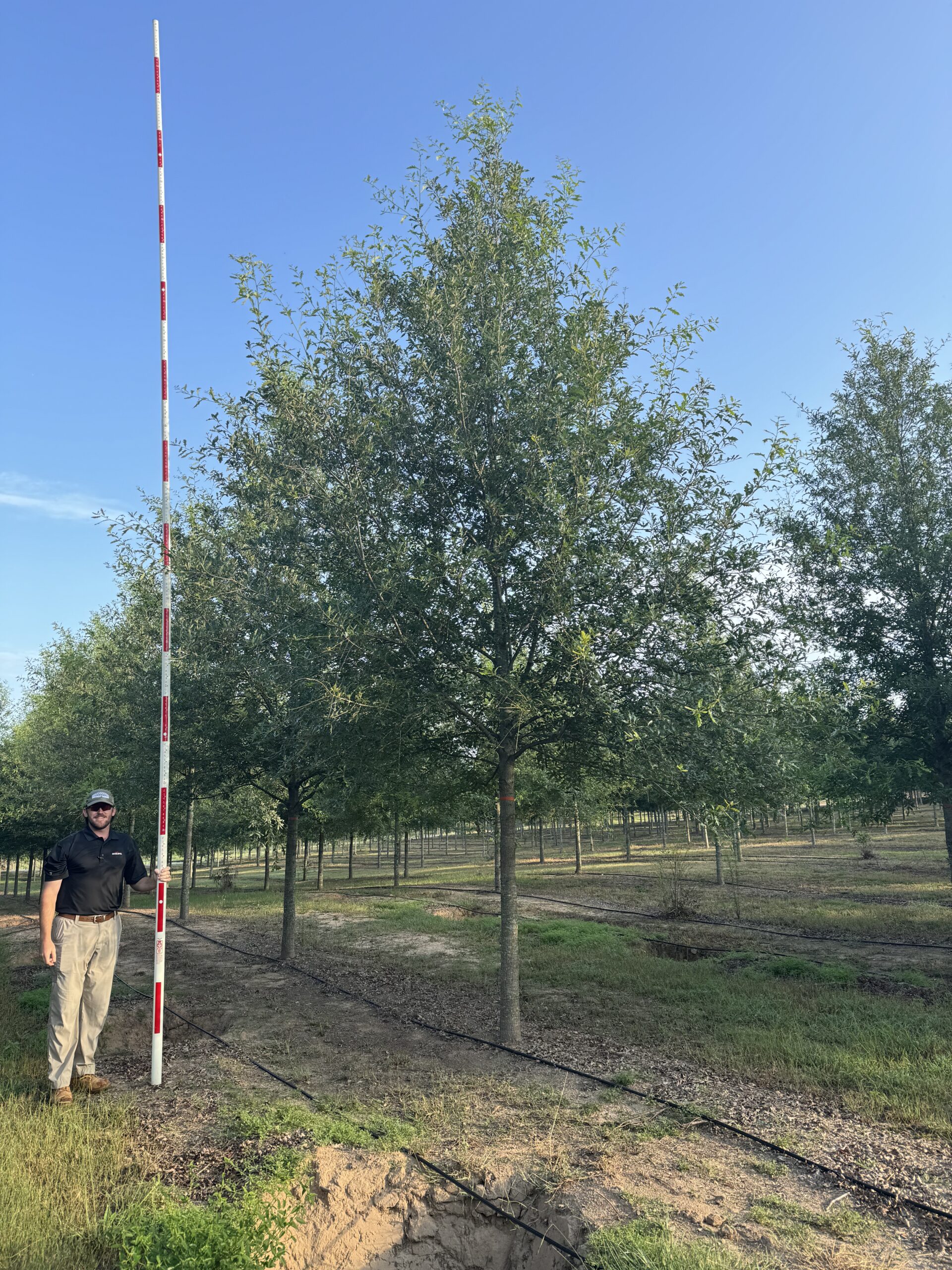 Endurance™ Compton Oak - Select Trees