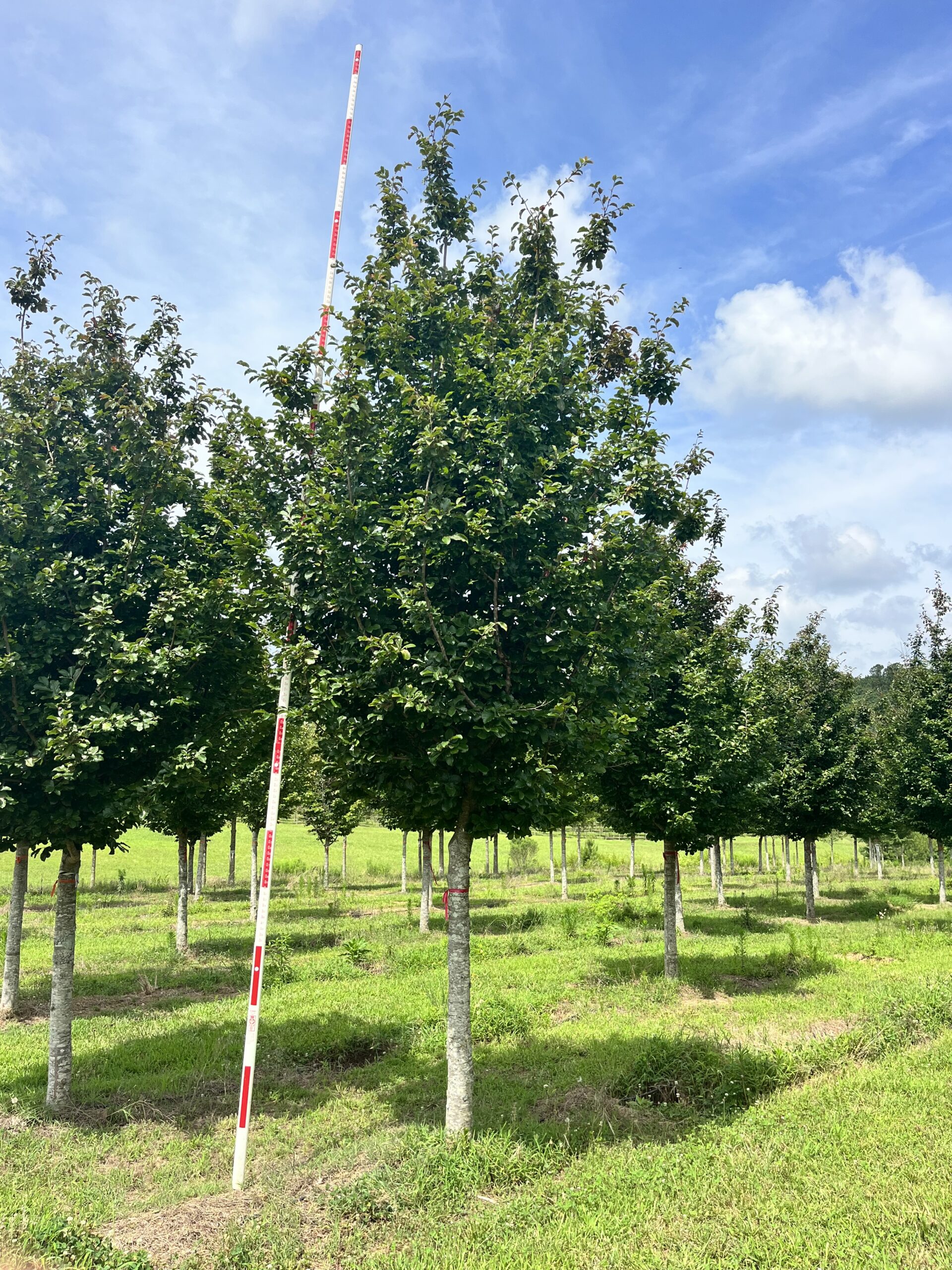 Contemplation® Parrotia - Select Trees