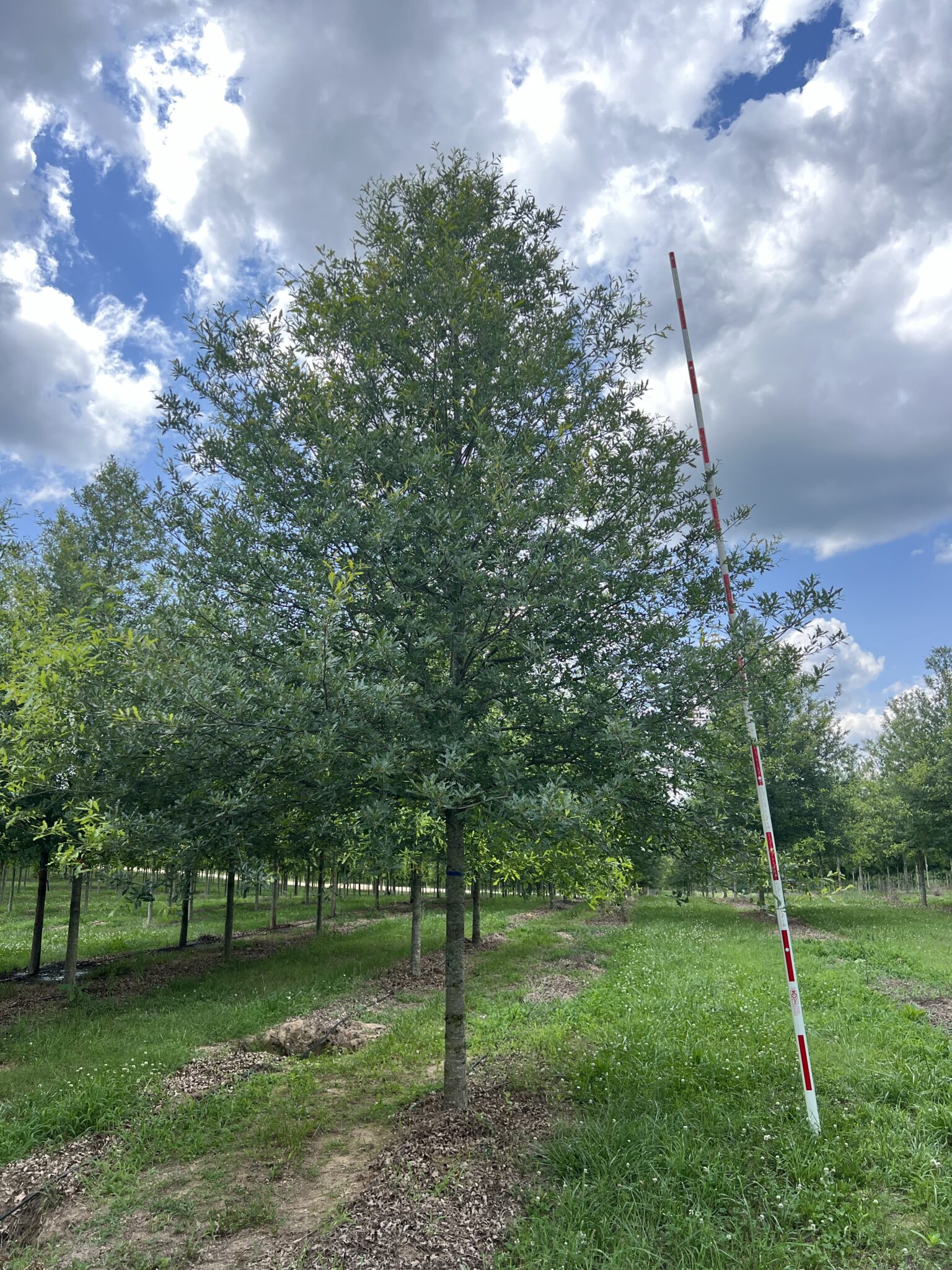 Endurance™ Compton Oak - Select Trees