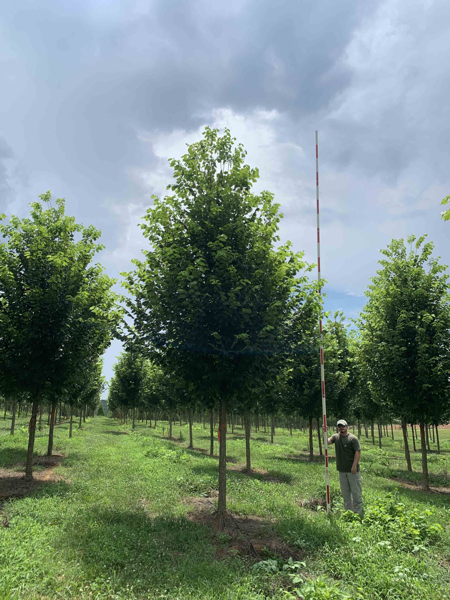 Jefferson American Elm - Select Trees