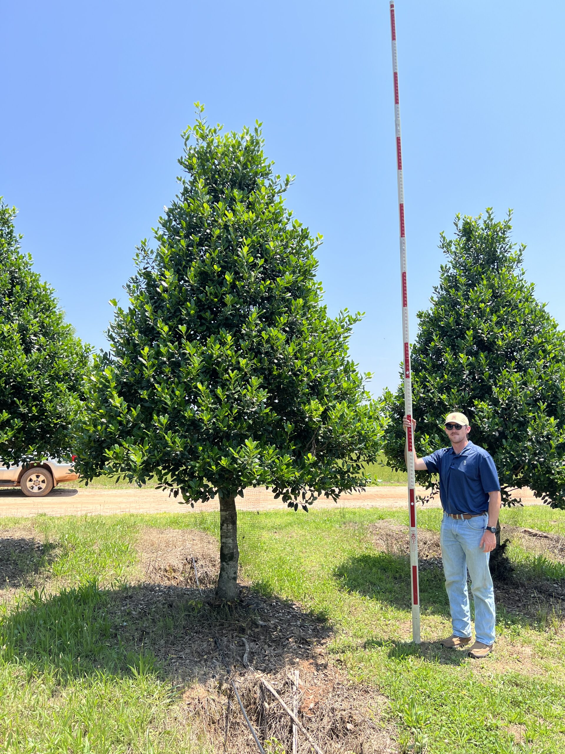 Nellie R. Stevens Holly - Select Trees
