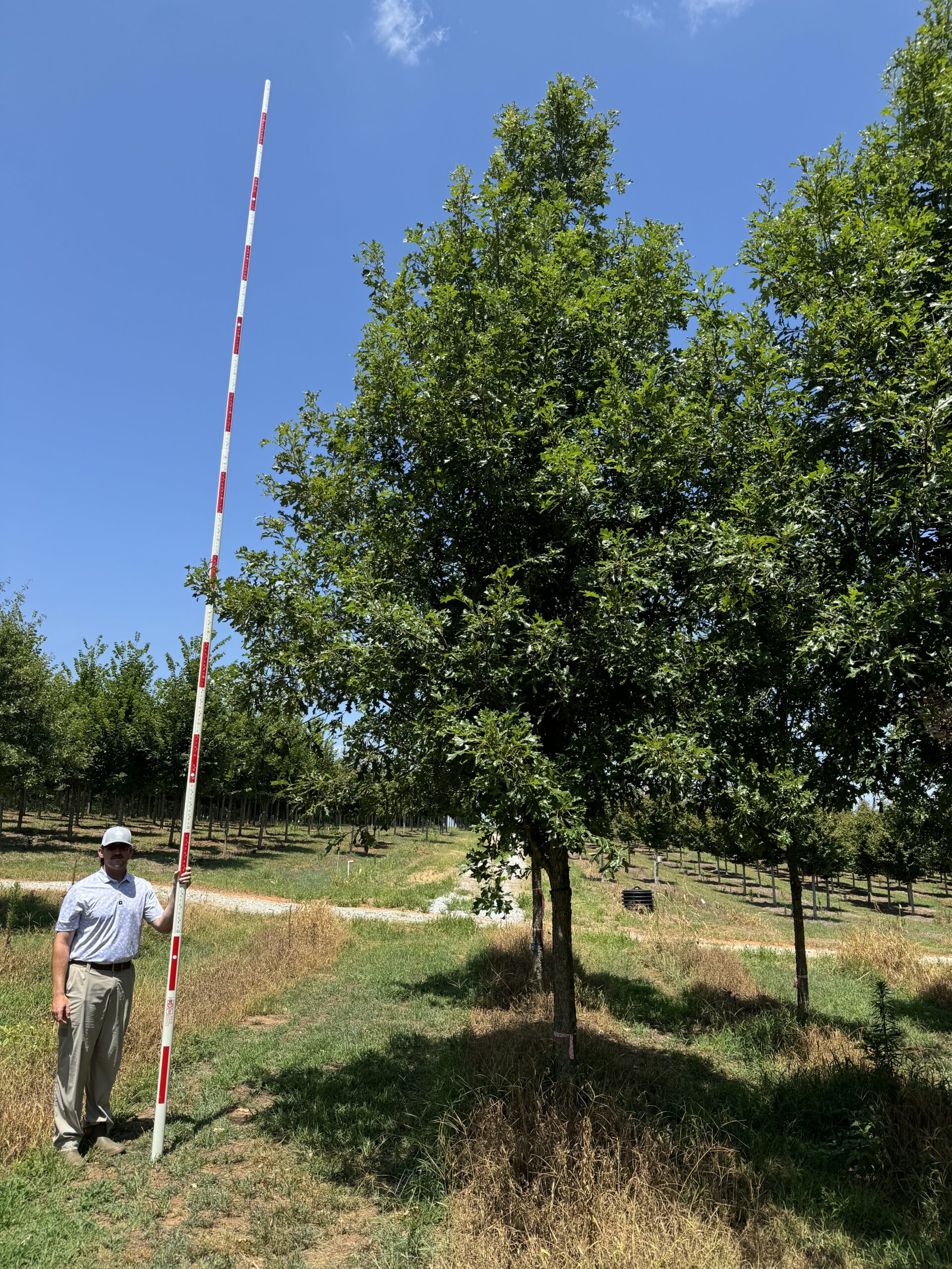 Streamline® Overcup Oak - Select Trees