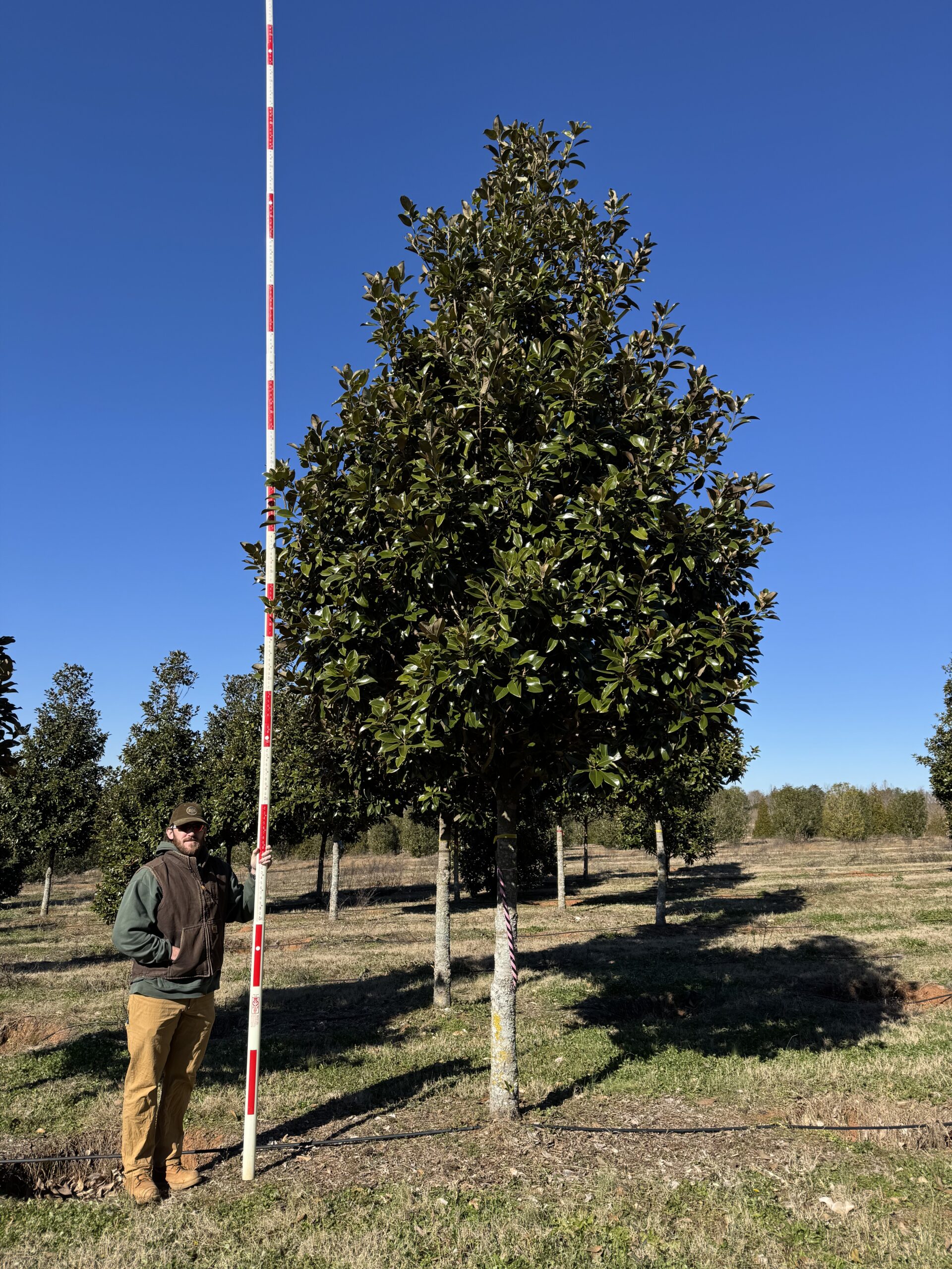 Claudia Wannamaker Southern Magnolia - Select Trees