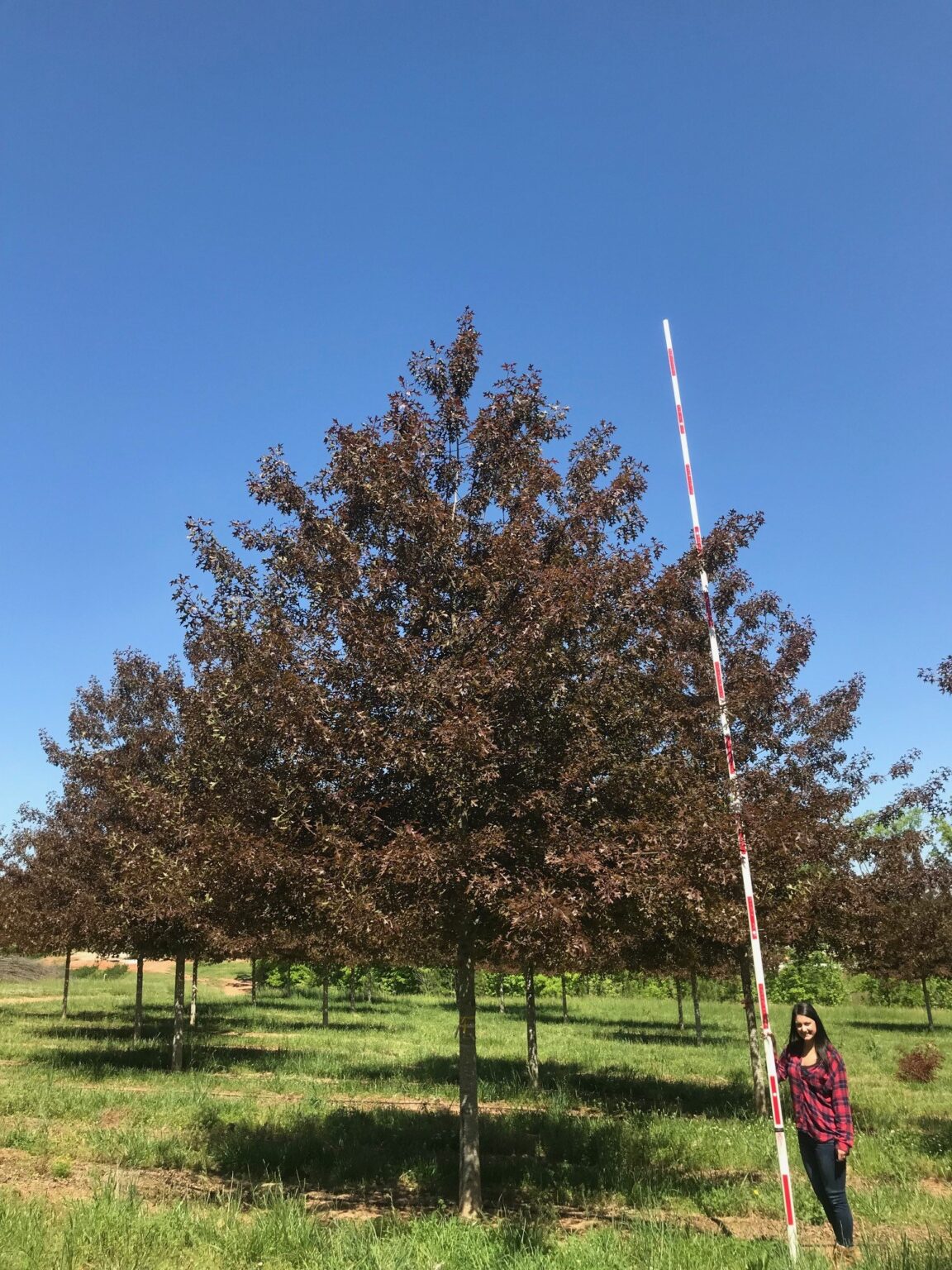 Sangria® Red Leaf Nuttall Oak - Select Trees