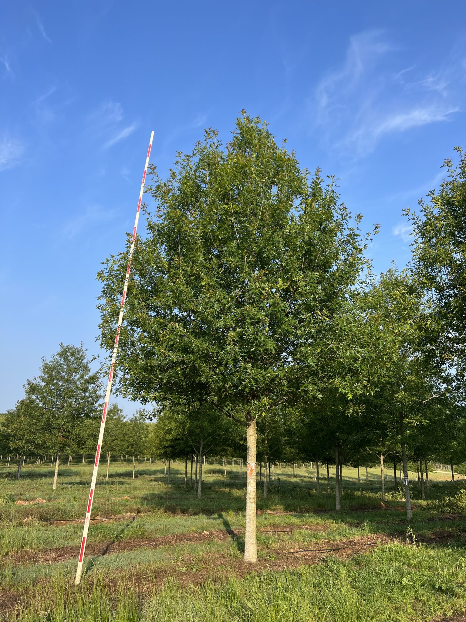 Esplanade® Nuttall Oak - Select Trees