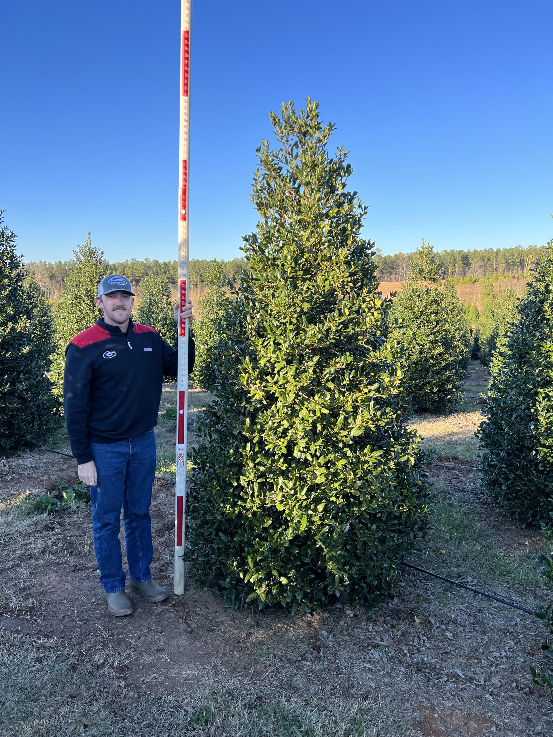 Nellie R. Stevens Holly - Select Trees