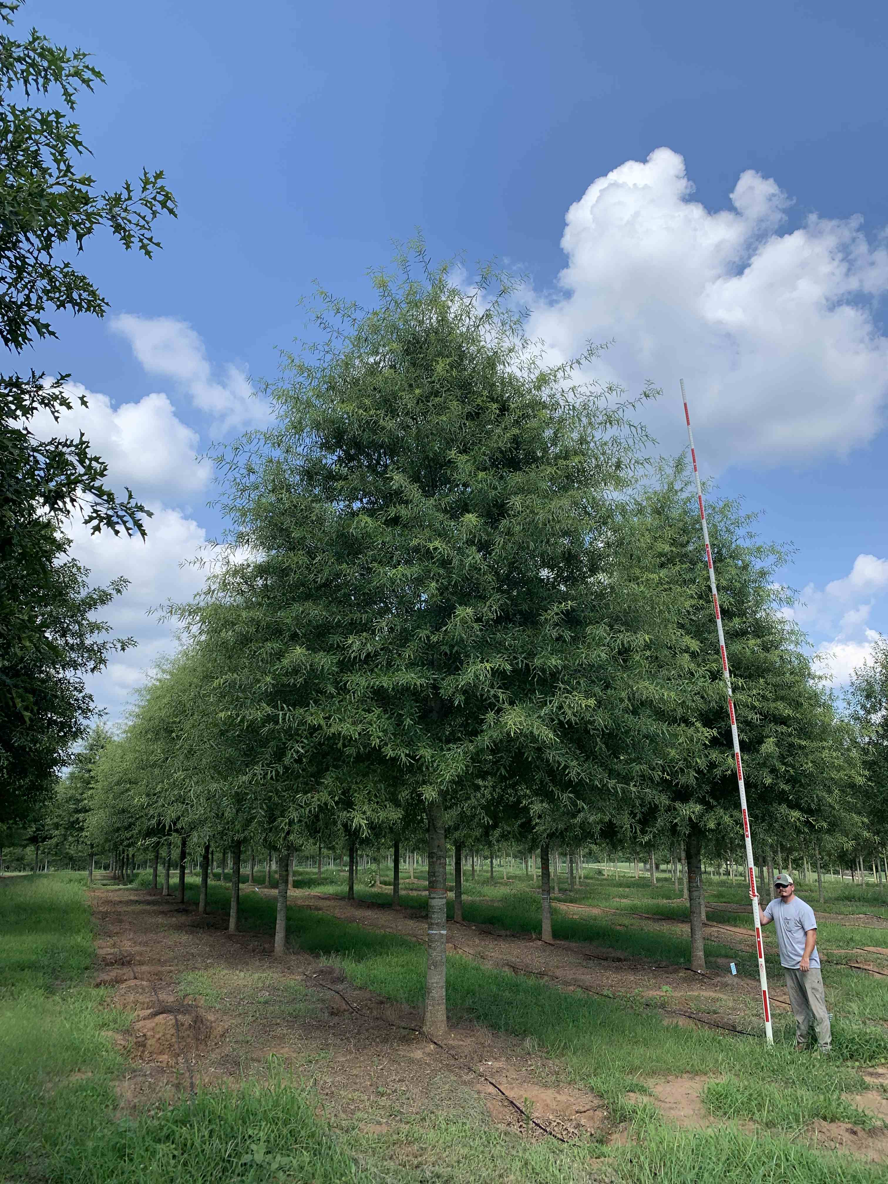 Fortitude™ Willow Oak - Select Trees
