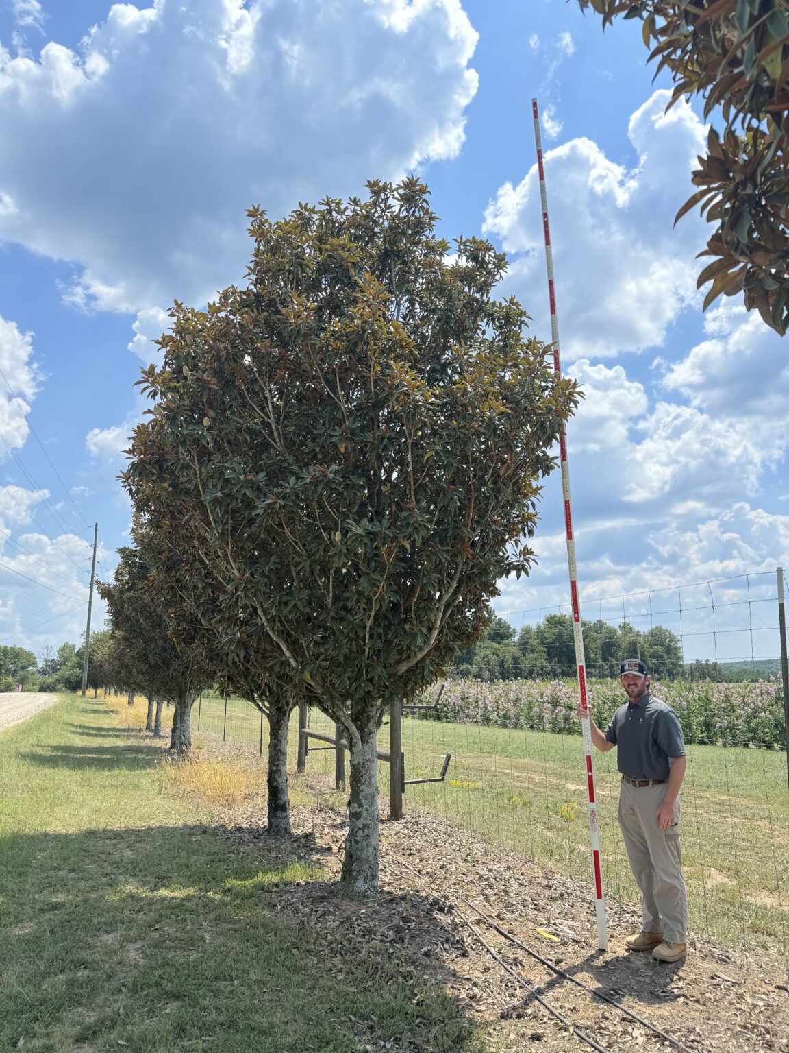 Alta® Southern Magnolia - Select Trees