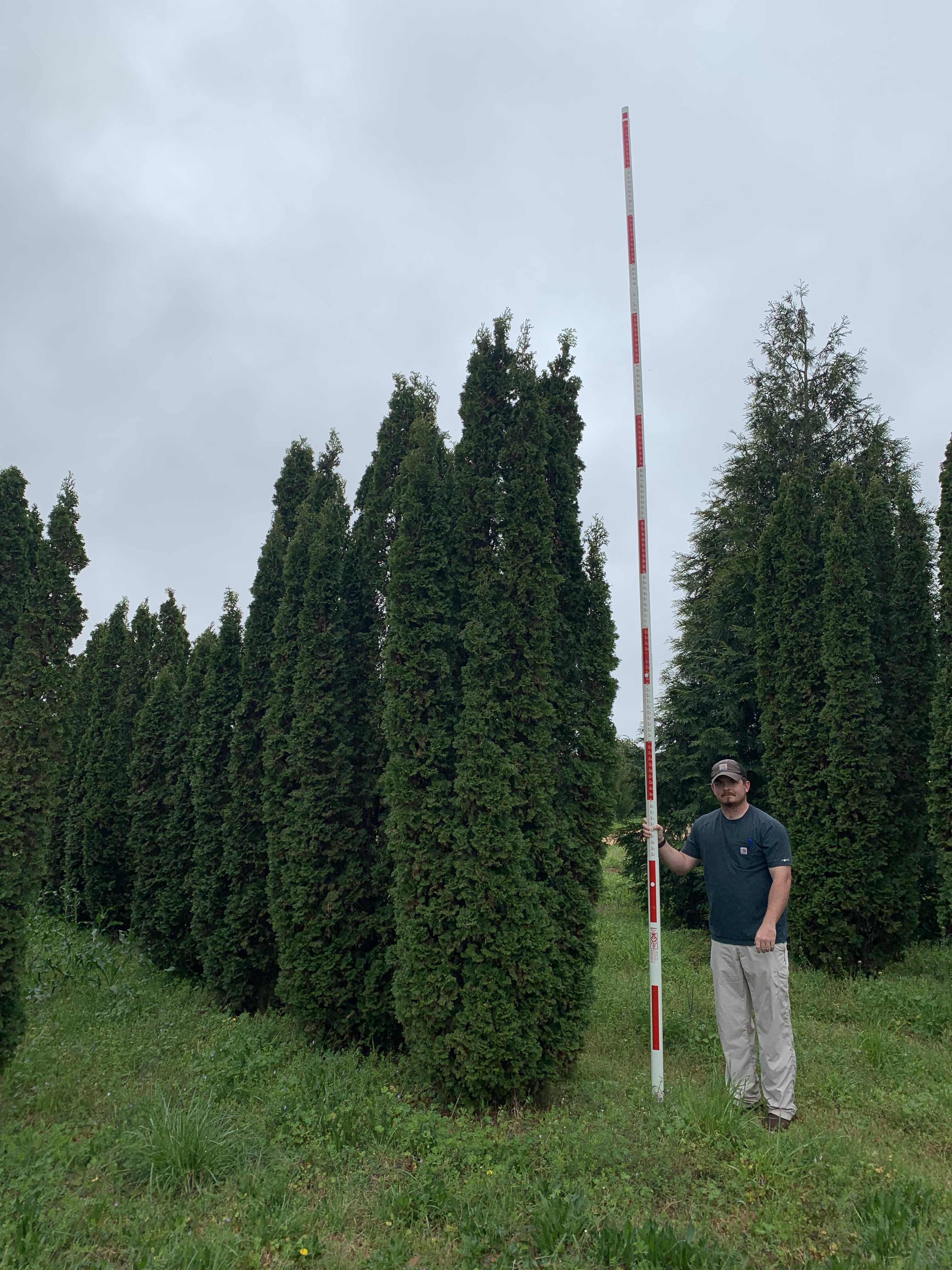 DeGroot Spire Arborvitae - Select Trees