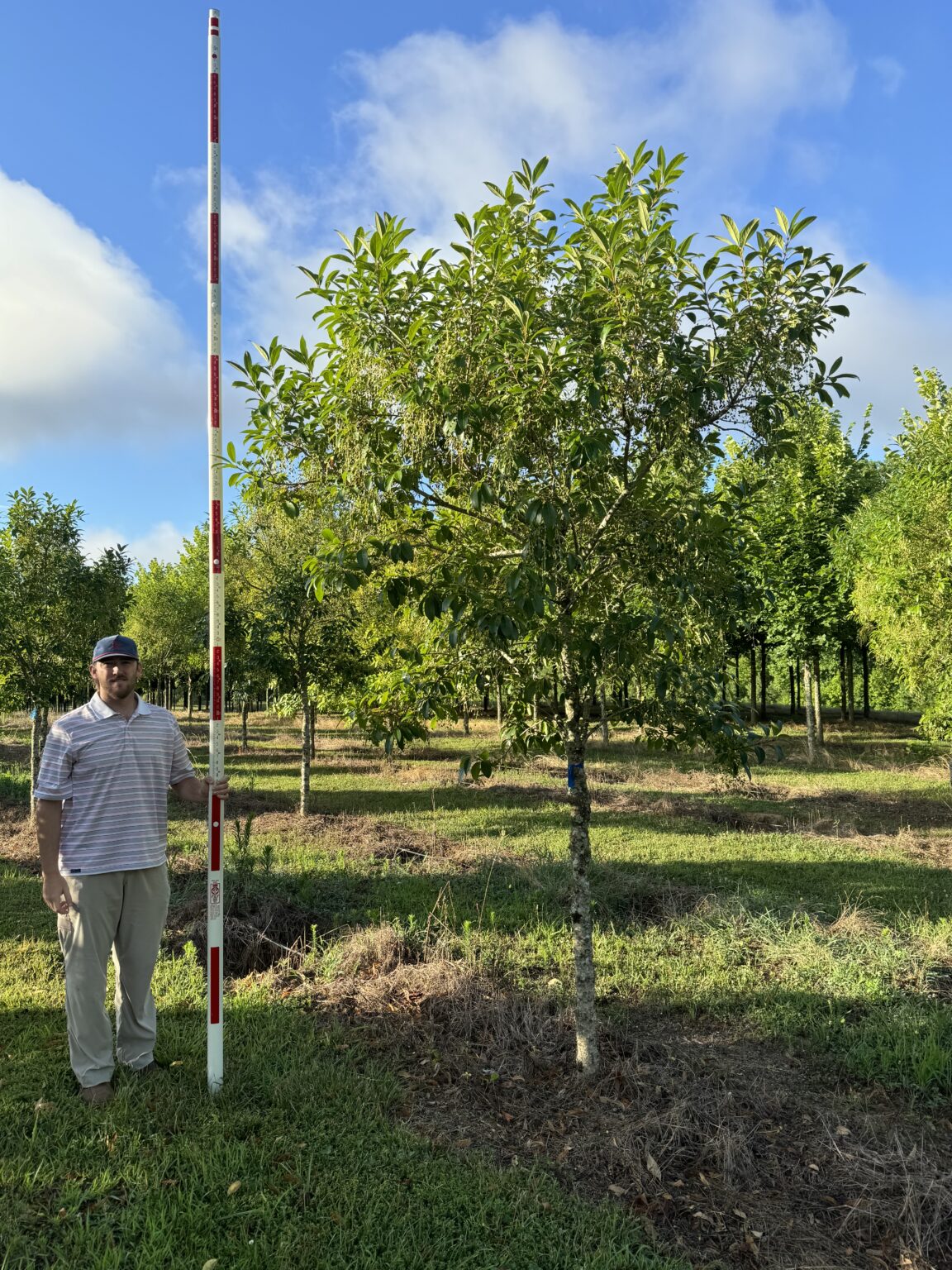 Lagniappe™ Fringetree - Select Trees