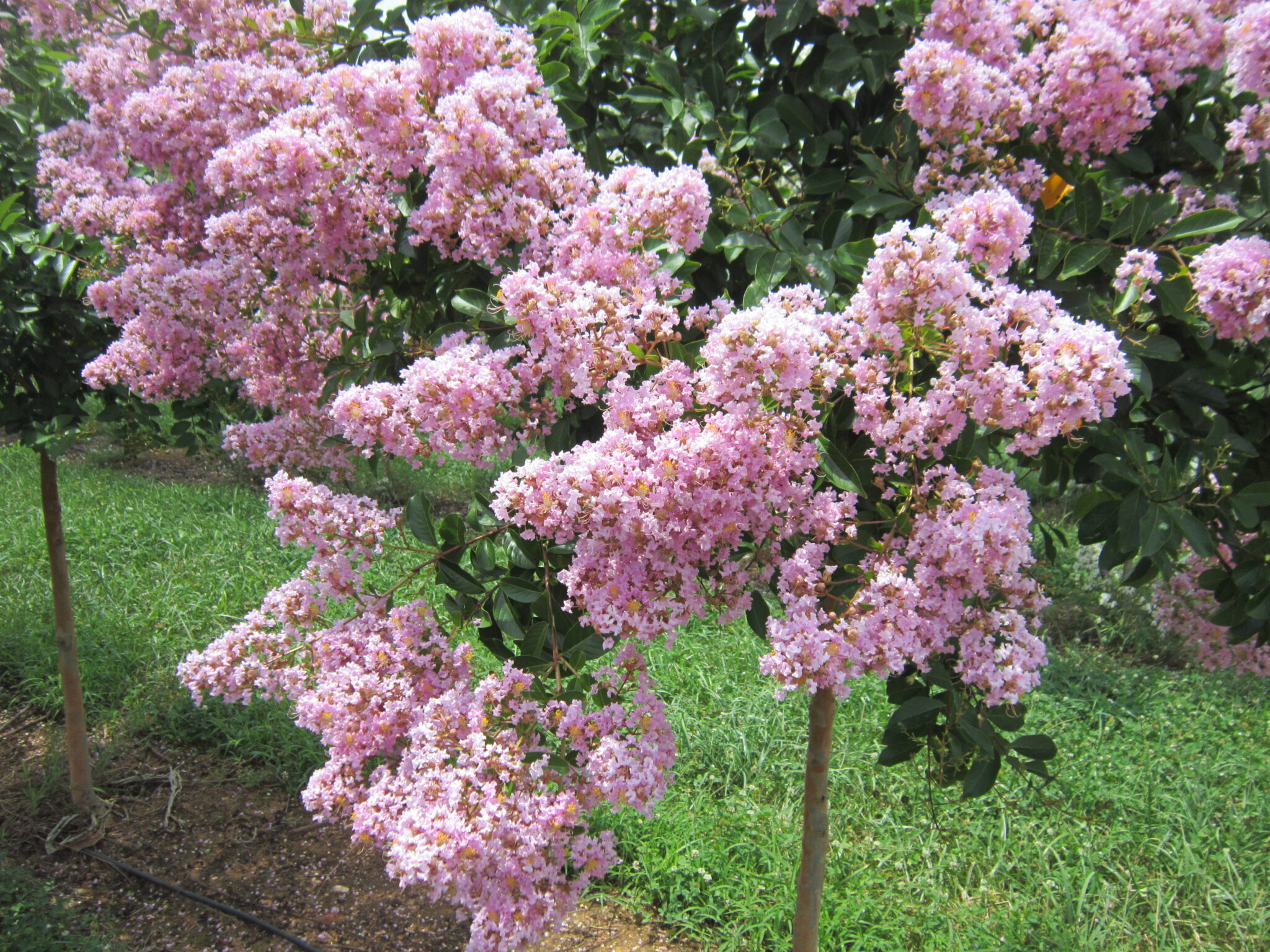 Muskogee Crape Myrtle - Select Trees