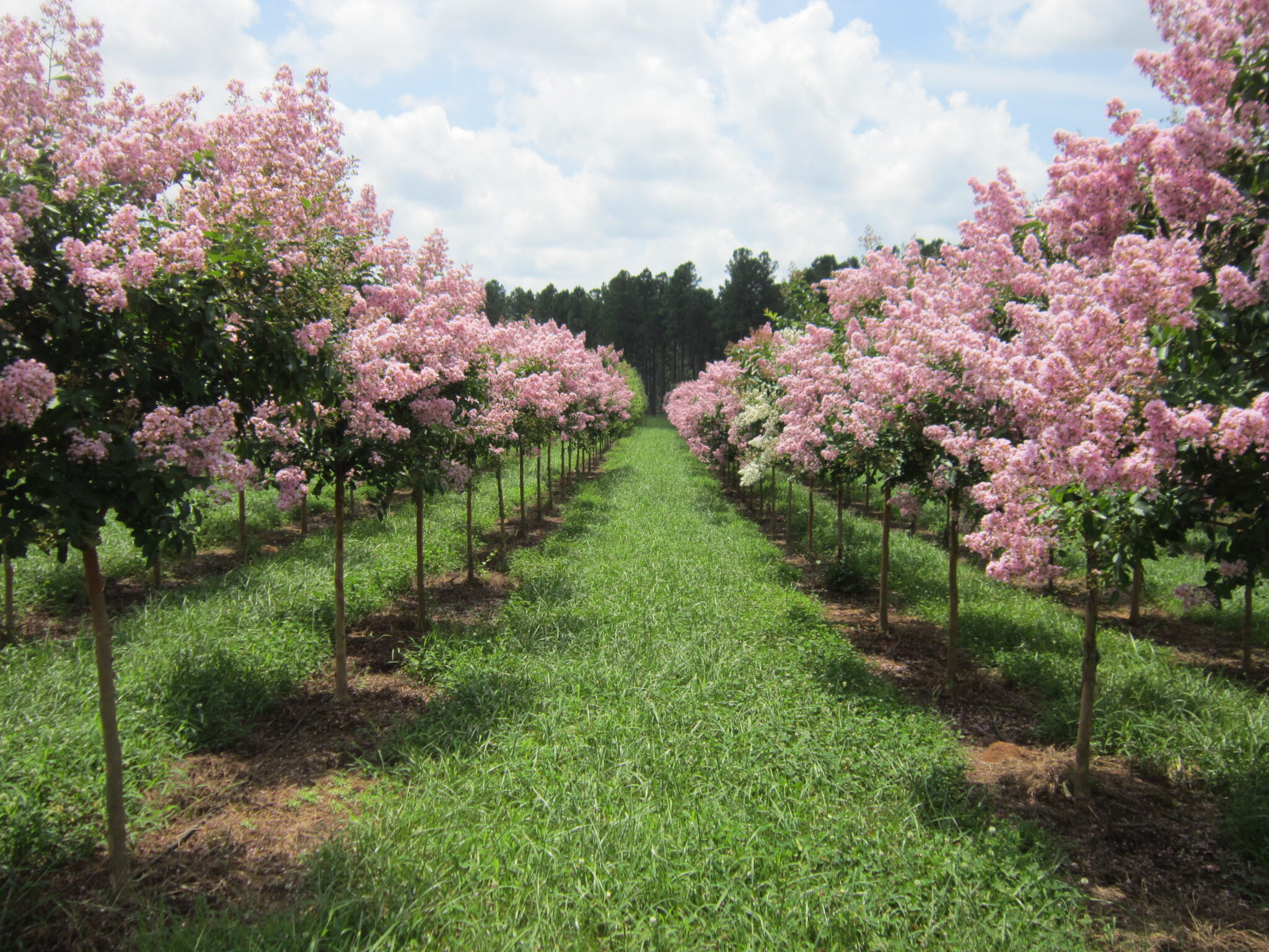 Muskogee Crape Myrtle - Select Trees