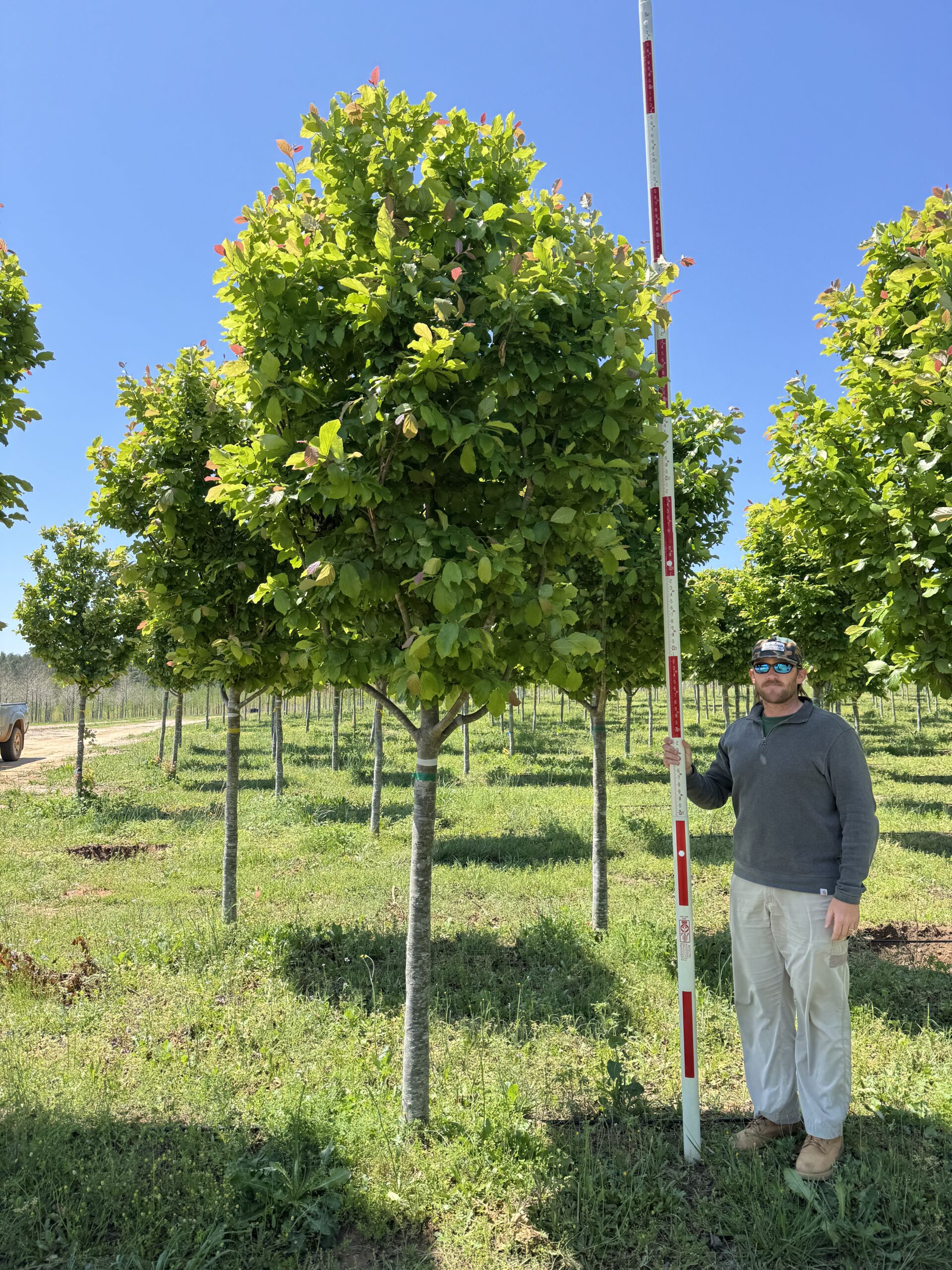 Contemplation® Parrotia - Select Trees