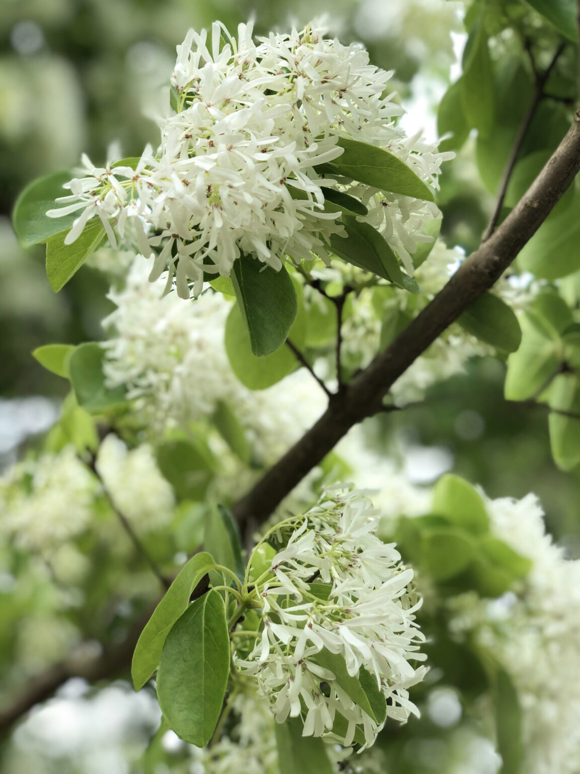 Spirit™ Fringetree - Select Trees