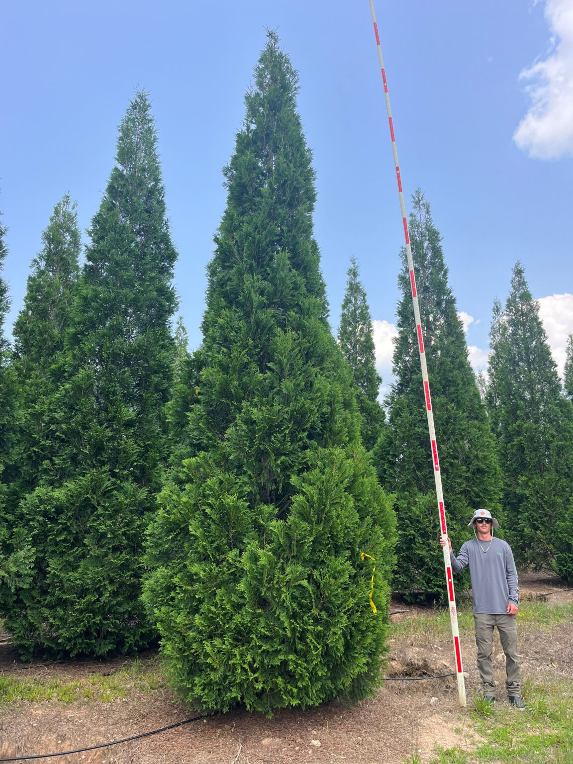 Hetz Arborvitae - Select Trees