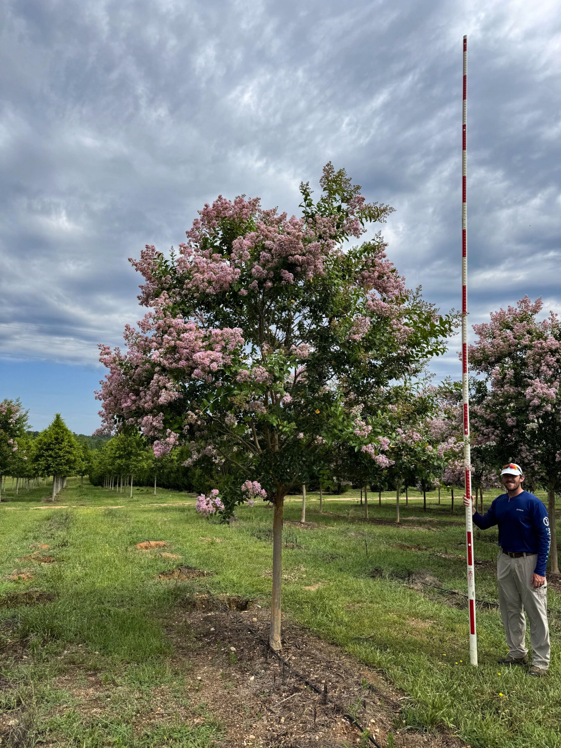Muskogee Crape Myrtle - Select Trees
