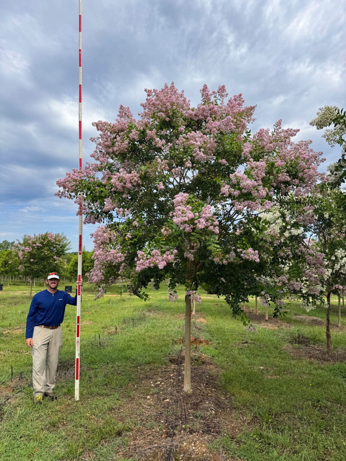 Muskogee Crape Myrtle - Select Trees