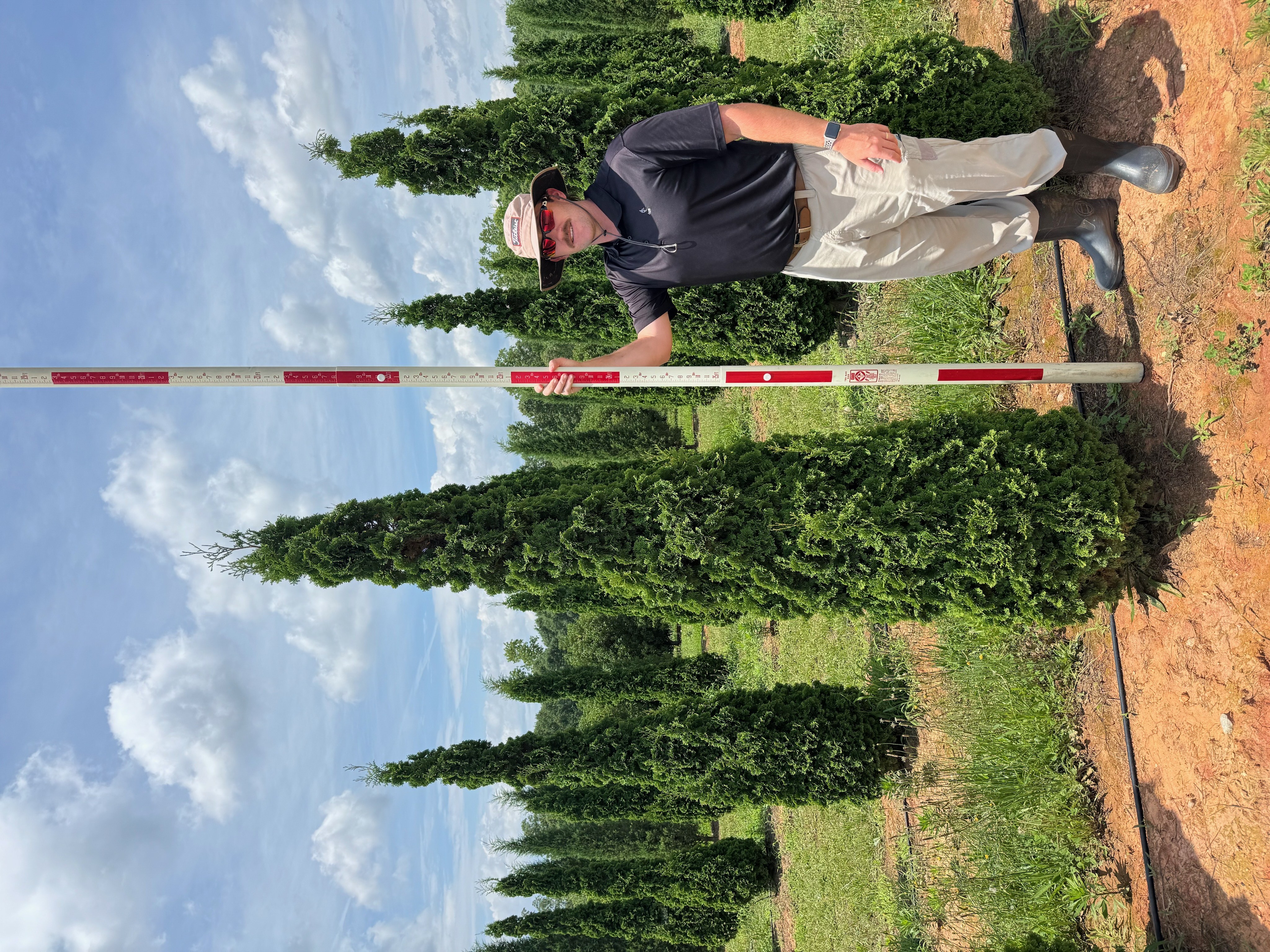 DeGroot Spire Arborvitae - Select Trees