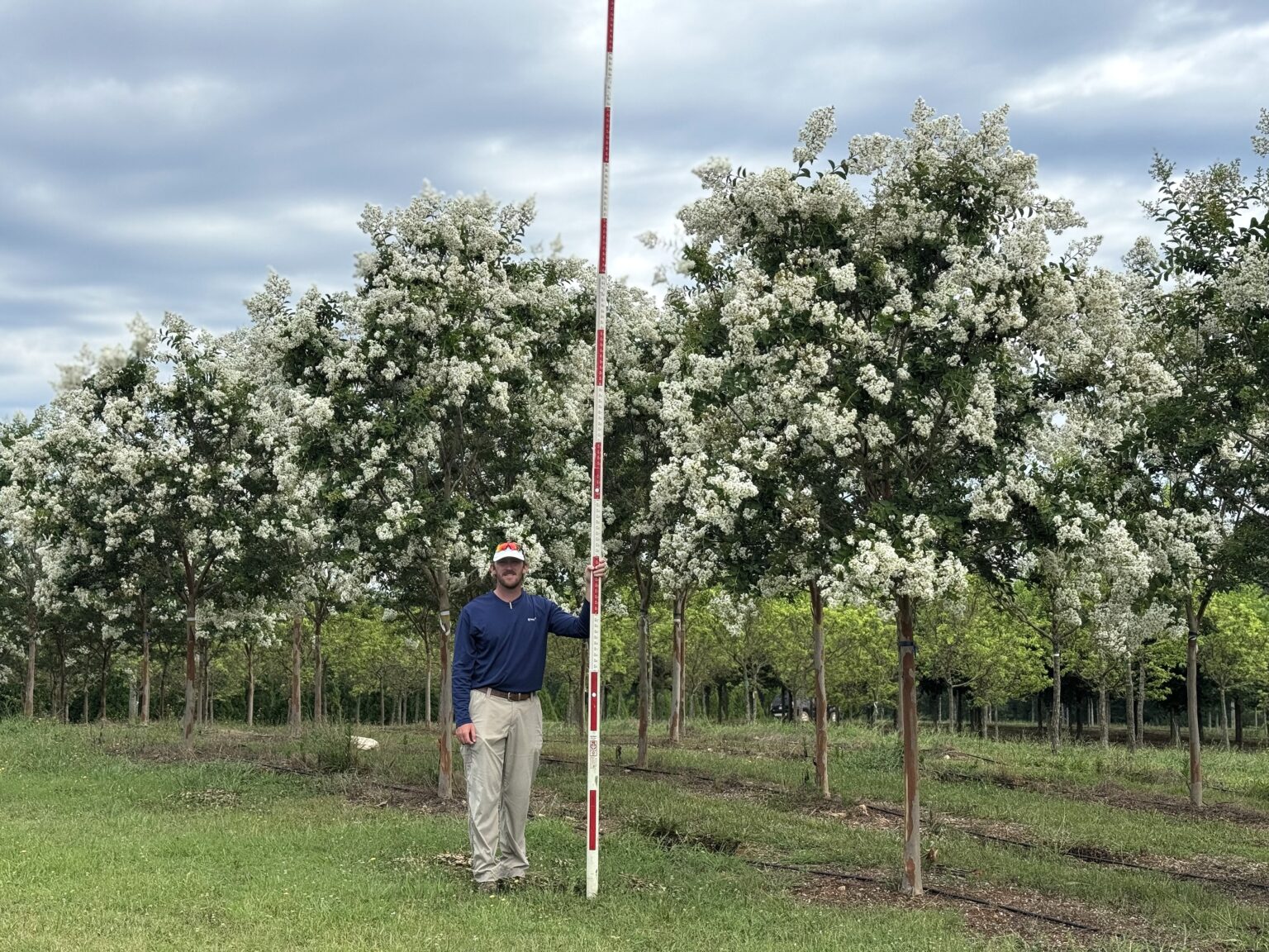 Sarah’s Favorite Crape Myrtle - Select Trees